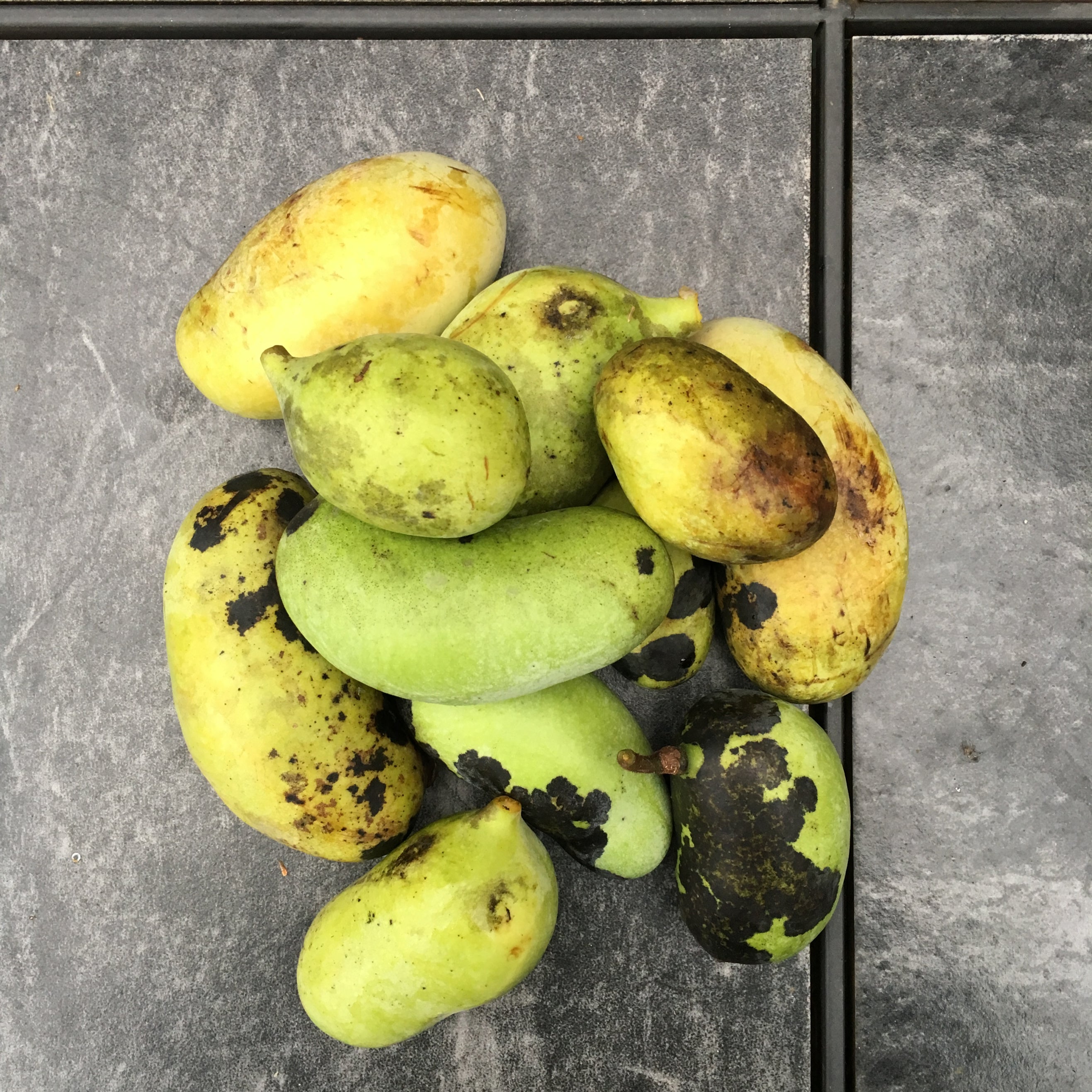 Pawpaw (Asima triloba) | Deeply Rooted Landscapes