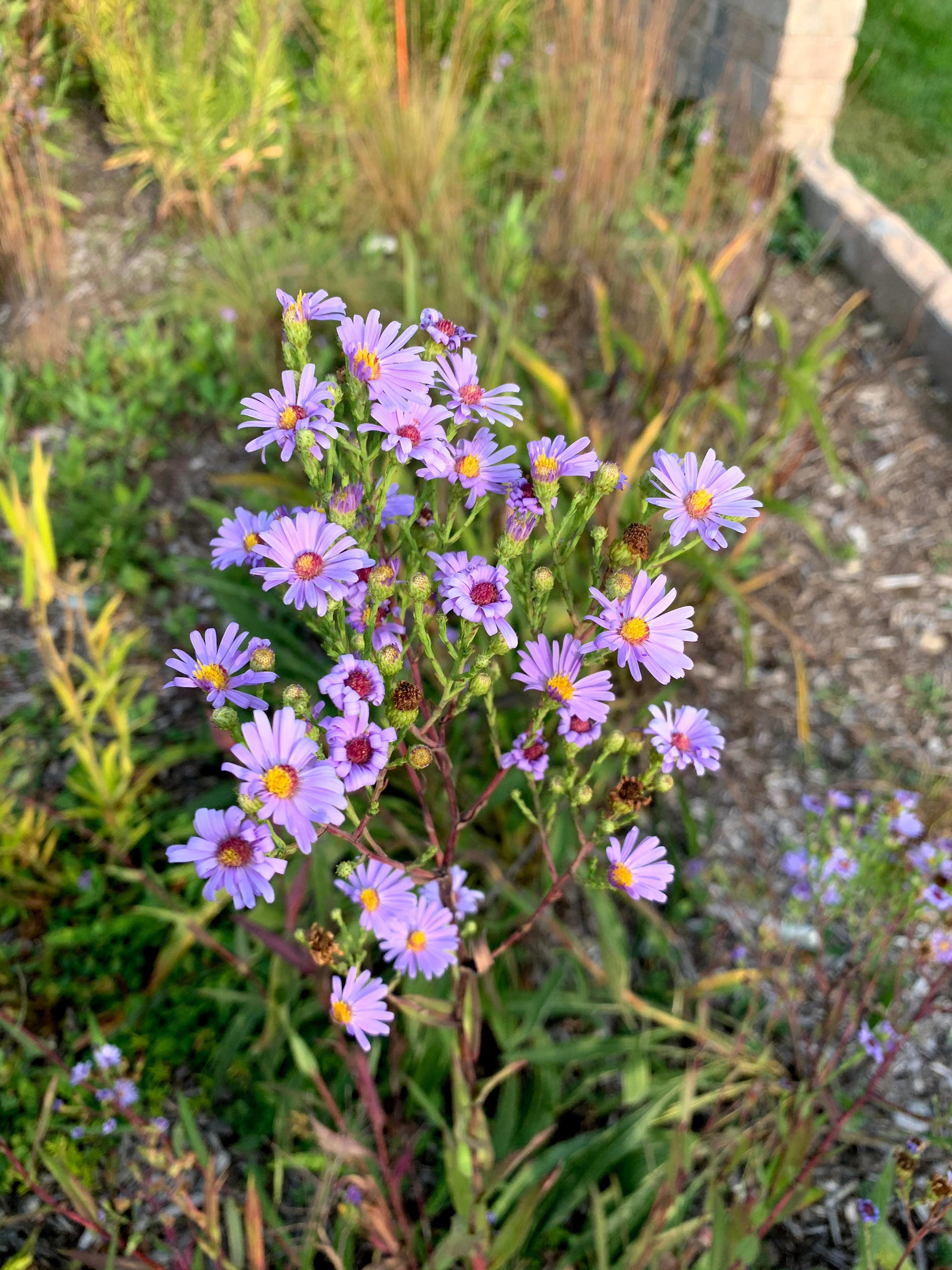 Smooth Blue Aster (Symphyotrichum laeve) | Deeply Rooted Landscapes