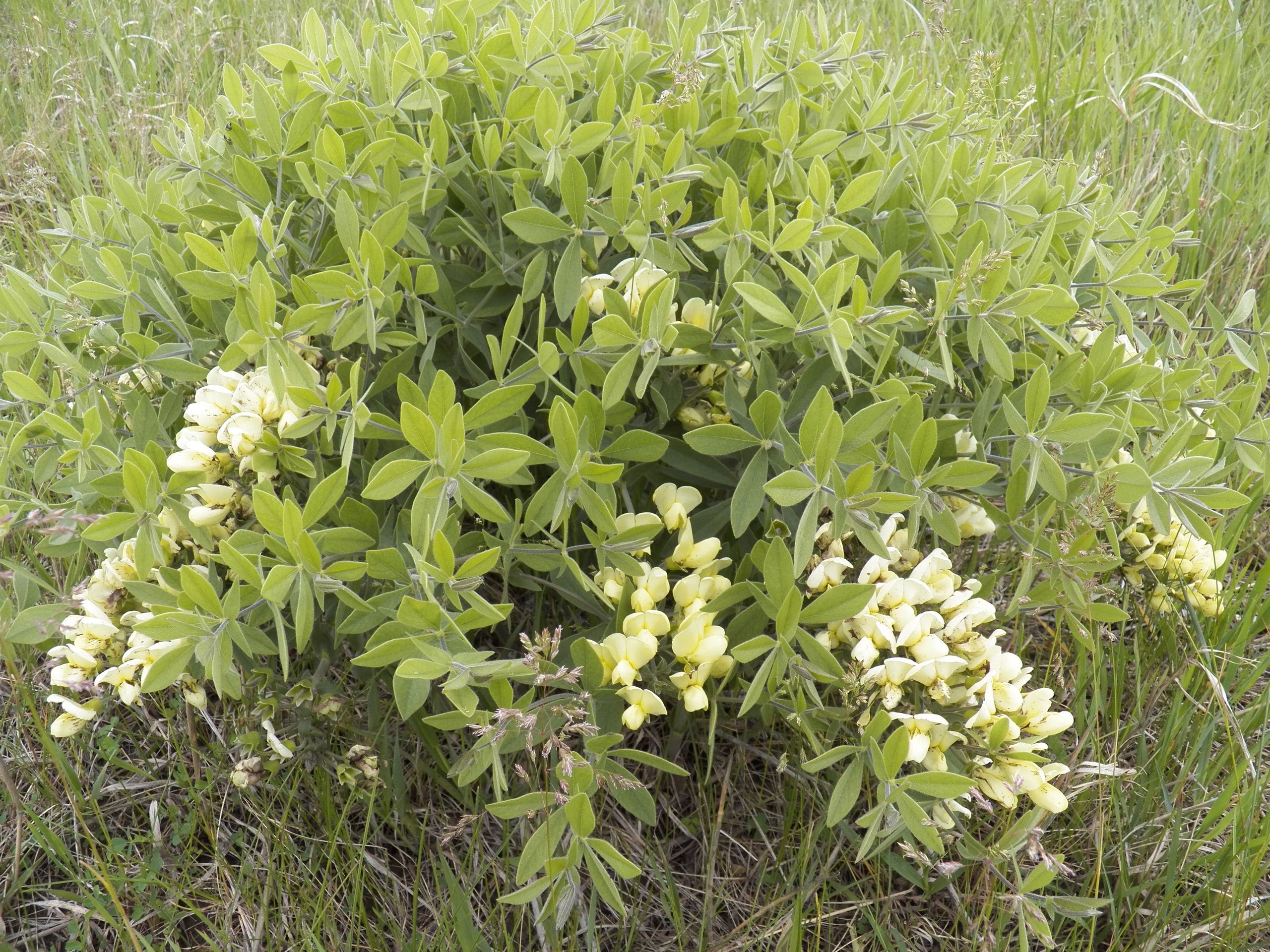 Cream False Indigo (Baptisia bracteata) | Deeply Rooted Landscapes